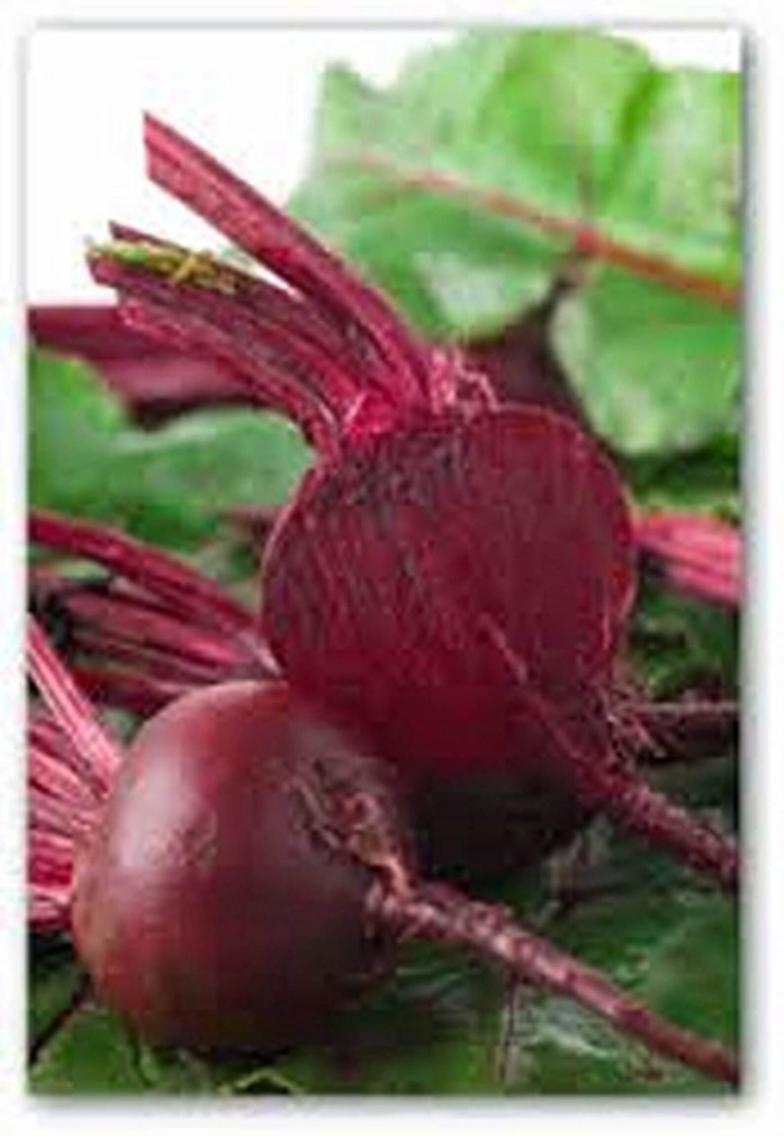 Beet Seeds ,ruby Queen, Heirloom, Non GMO Seeds, Tender and Sweet, DEEP ...
