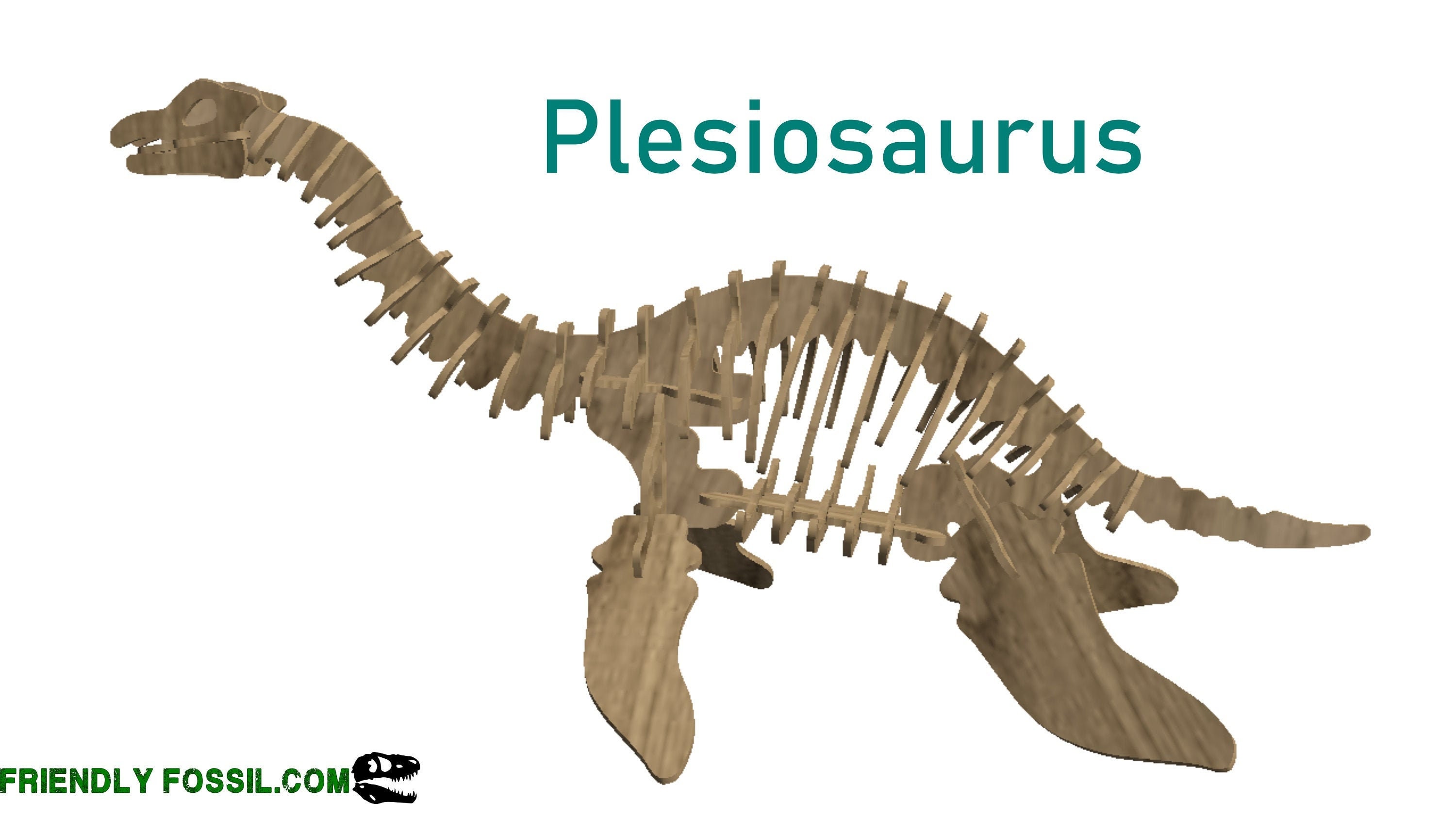 Plesiosaur Skeleton Size