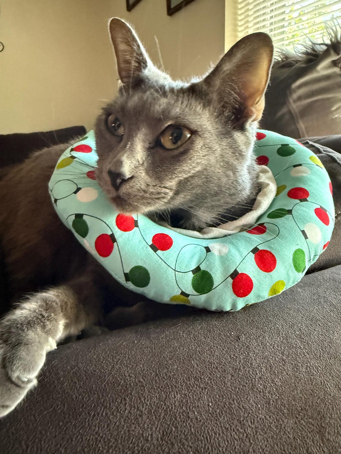 DIY Pet Cone Collar Pattern, Soft Donut Cat or Dog Recovery Ecollar PDF Sewing Pattern - Etsy