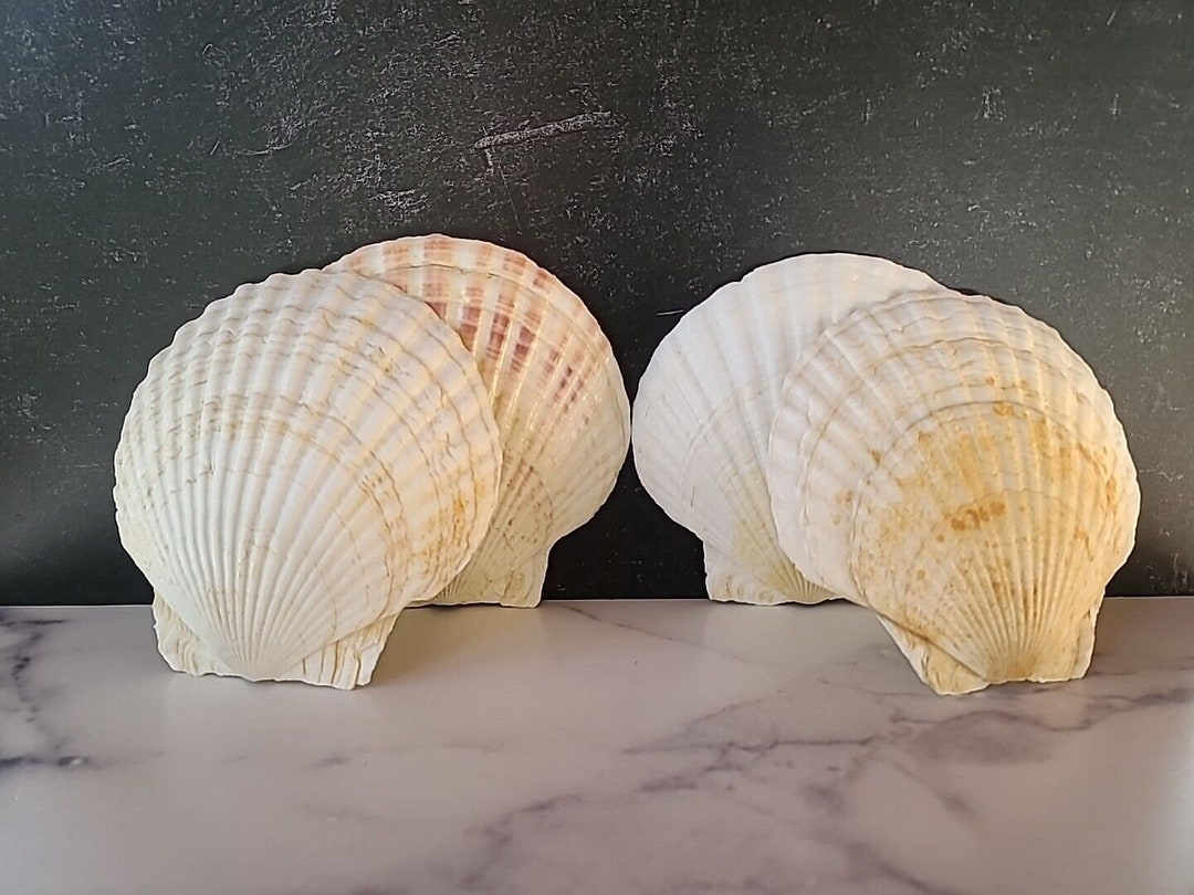 Vintage Clam Shells Set of Four - Etsy