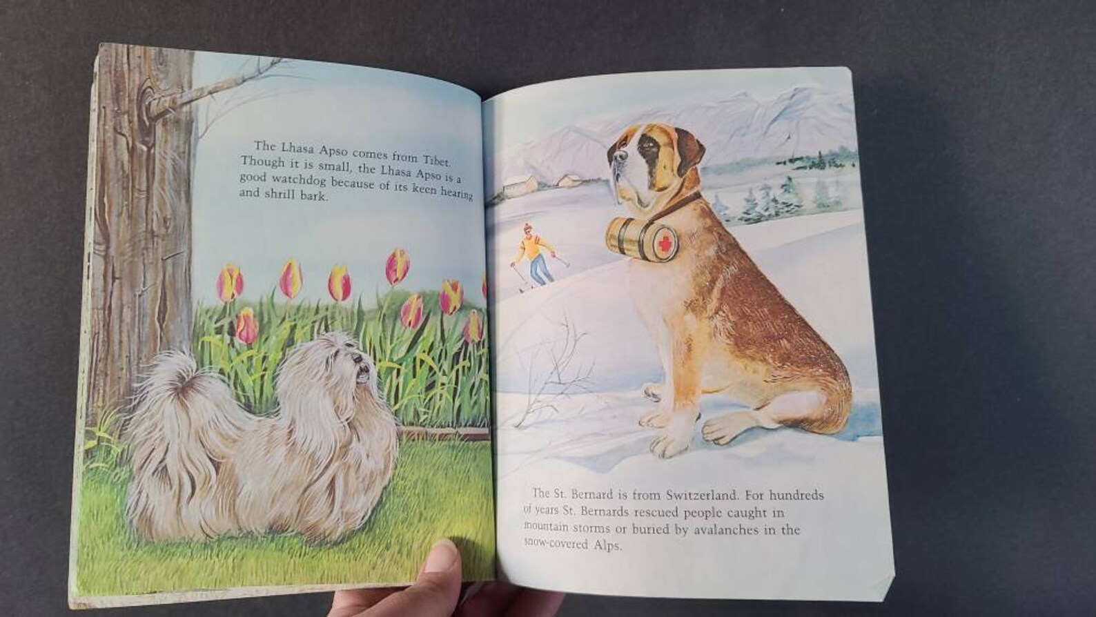Dogs A Little Golden Book - Etsy