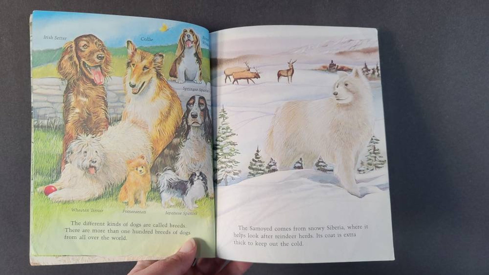 Dogs A Little Golden Book - Etsy
