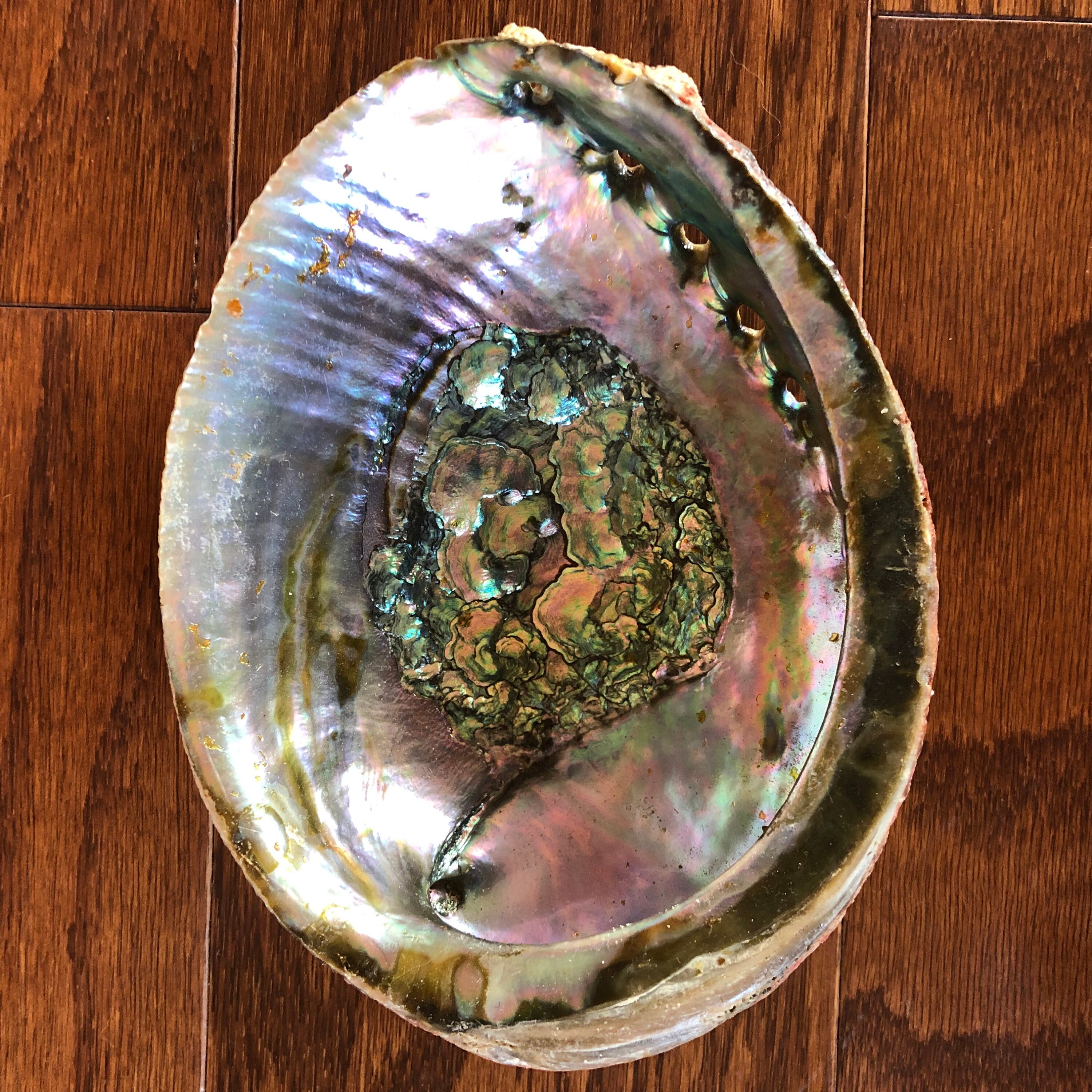 Large Abalone Shell 6 to 7-inches 15.2 to 17.8-cm Red Abalone Smudging ...