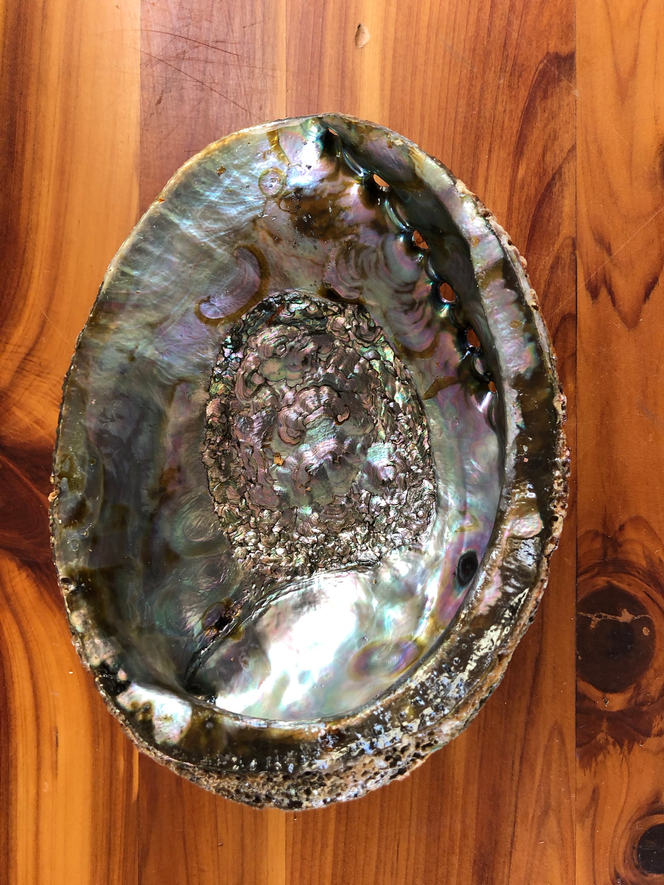 Large Abalone Shell ~ 6 to 7-inches (15.2 to 17.8-cm) ~ Red Abalone ...