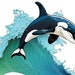 Orca Splash Water Wave PNG Clipart,transparent Animal Floral Print Kids ...