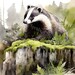 Woodland Watercolor Badger PNG Clipart With Mossy Logs & Ferns, Forest ...