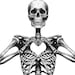Ink Drawn Human Skeleton Hands Forming Heart PNG, Anatomical Art ...