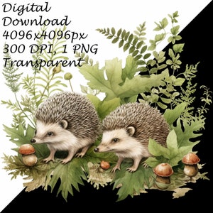 Hedgehog PNG Clipart Set|woodland Animal Illustrations|4 PCS ...