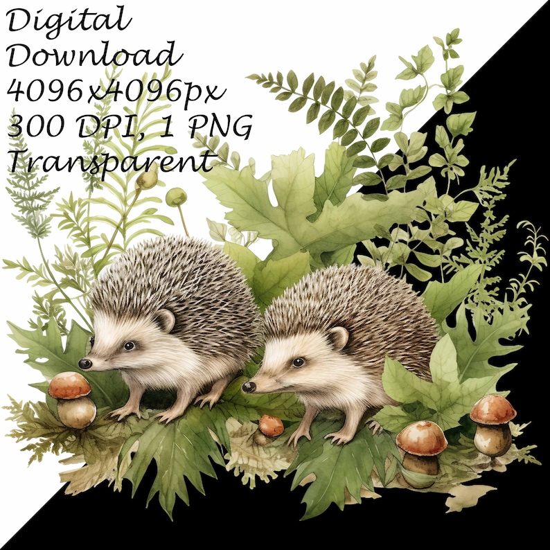 Hedgehog PNG Clipart Set|woodland Animal Illustrations|4 PCS ...