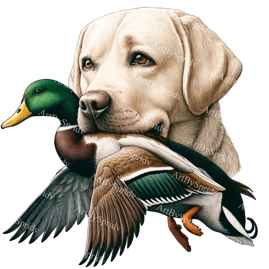 Labrador Retriever & Mallard Duck PNG Clipart, Dog/bird Illustration ...
