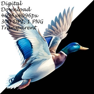 Watercolor Mallard Duck Clipart - Digital PNG for DTG, T-shirts, Mugs ...