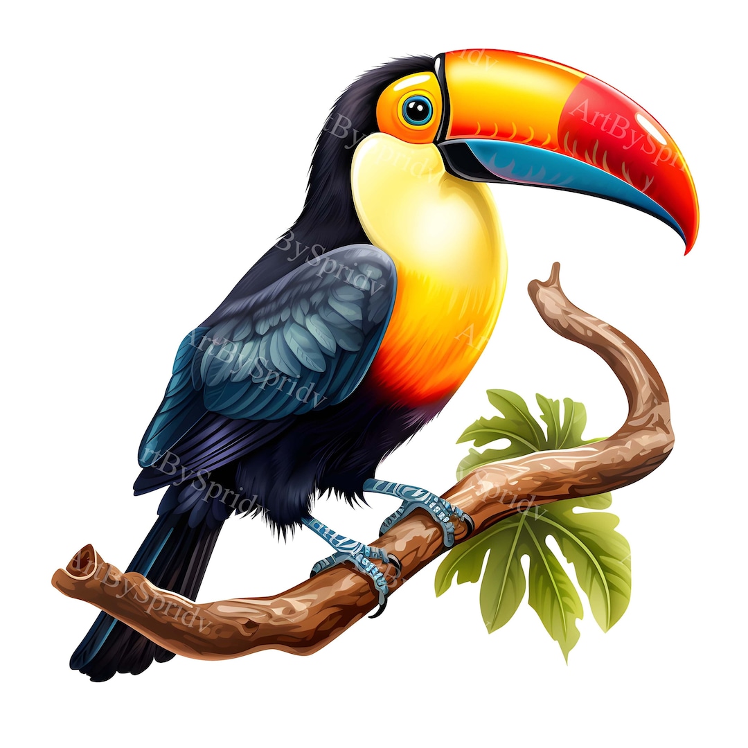 Lindo Tucán Clipart