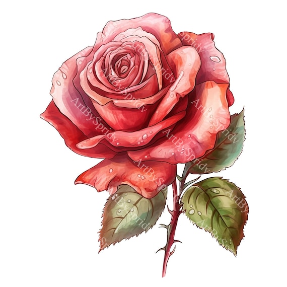 Red Rose Watercolor Clip Art