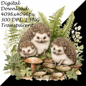 Hedgehog PNG Clipart Set|woodland Animal Illustrations|4 PCS ...