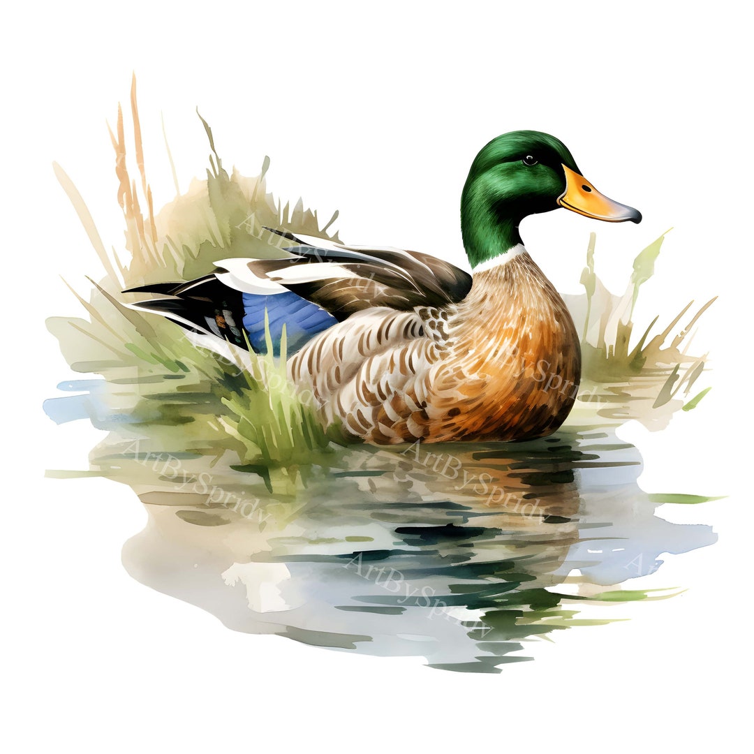 Watercolor Wildlife Mallard Ducks Clip Art - Printable T Shirt, Mug ...