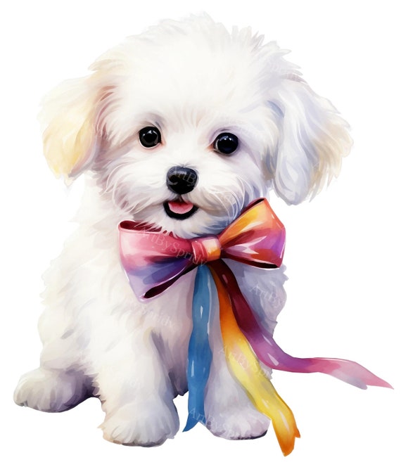 Flauschiger Welpe Png Maltipoo Welpen Kaufen Welpe.de