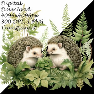 Hedgehog PNG Clipart Set|woodland Animal Illustrations|4 PCS ...