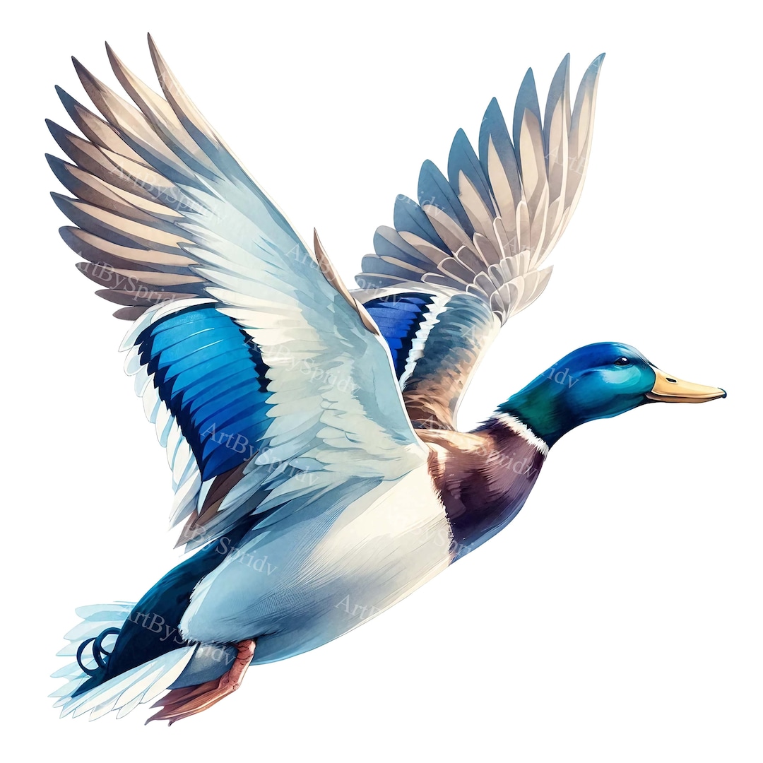 Watercolor Mallard Duck Clipart - Digital PNG for DTG, T-shirts, Mugs ...
