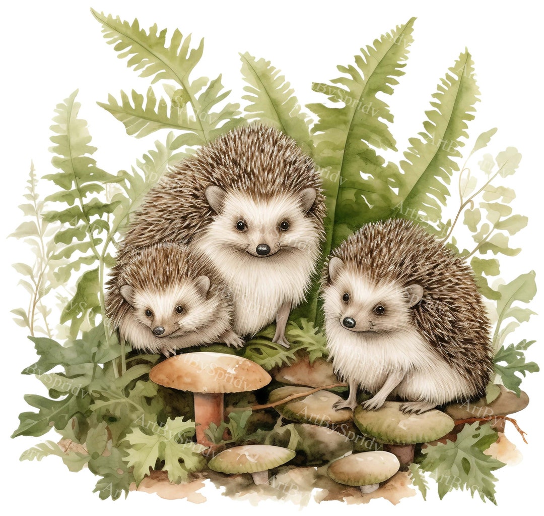 Hedgehog PNG Clipart Set|woodland Animal Illustrations|4 PCS ...