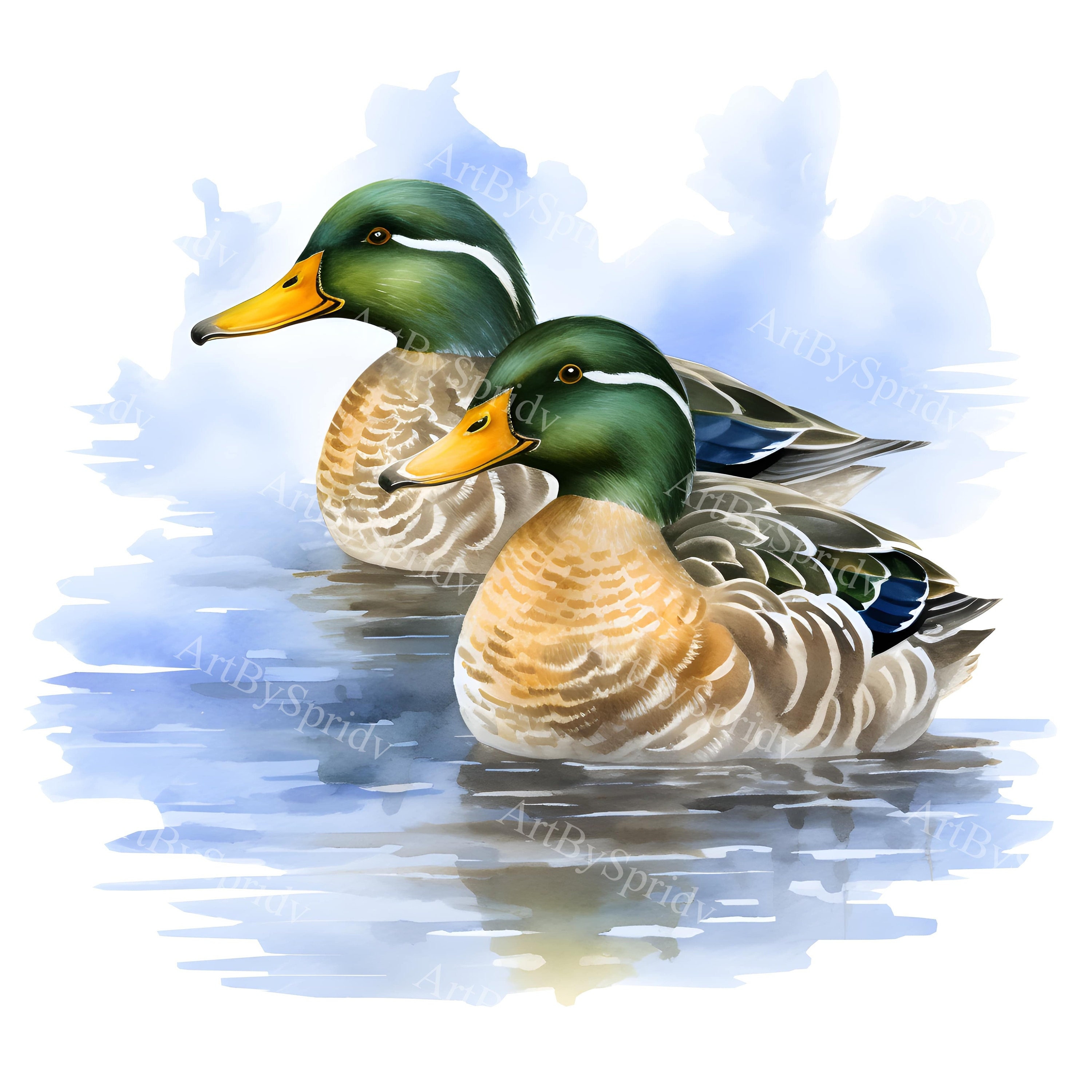 Wilde Eend Clipart In Water Wilde Eend Vogels Van De Groote Wielen