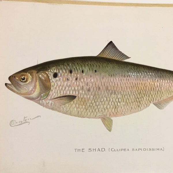 Shad Print - Etsy