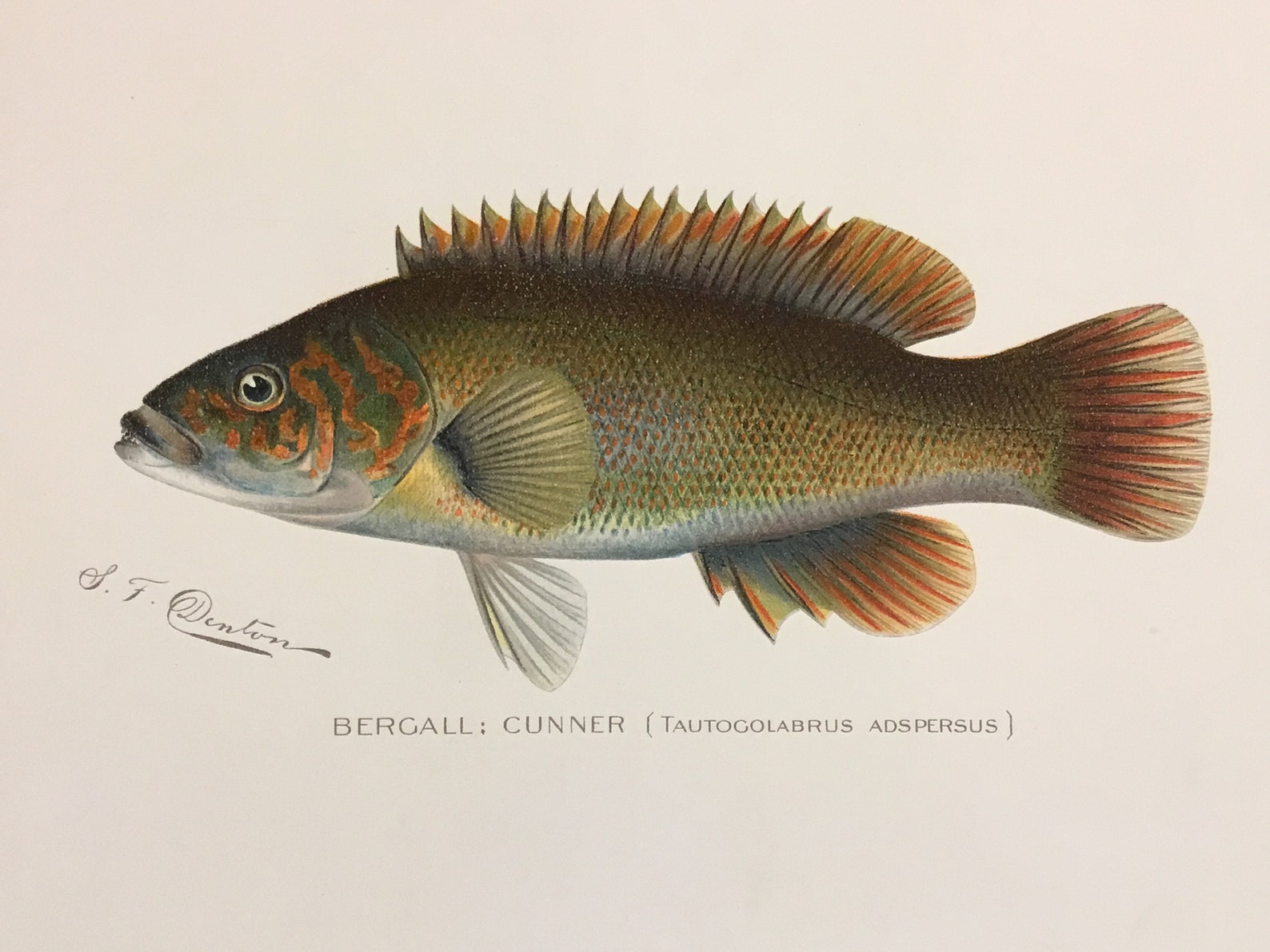 Bergall: Cunner Tautogolabrus Adspersus Lithograph Print by | Etsy