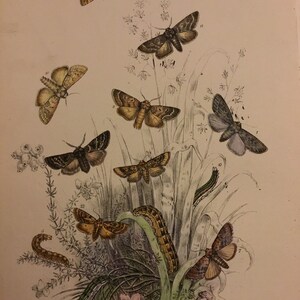 Plate No.16, Victorian Era Original Print, the Genera of British Moths ...