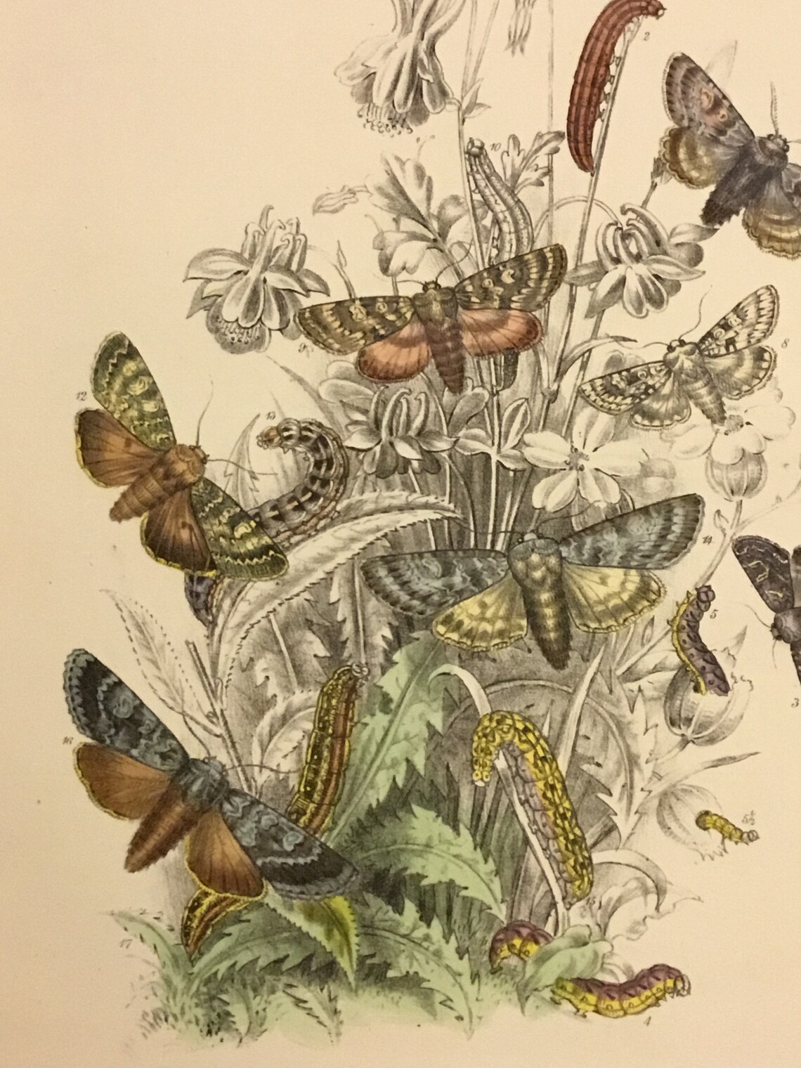 Plate No.21 Victorian Era Original Print, the Genera of British Moths ...