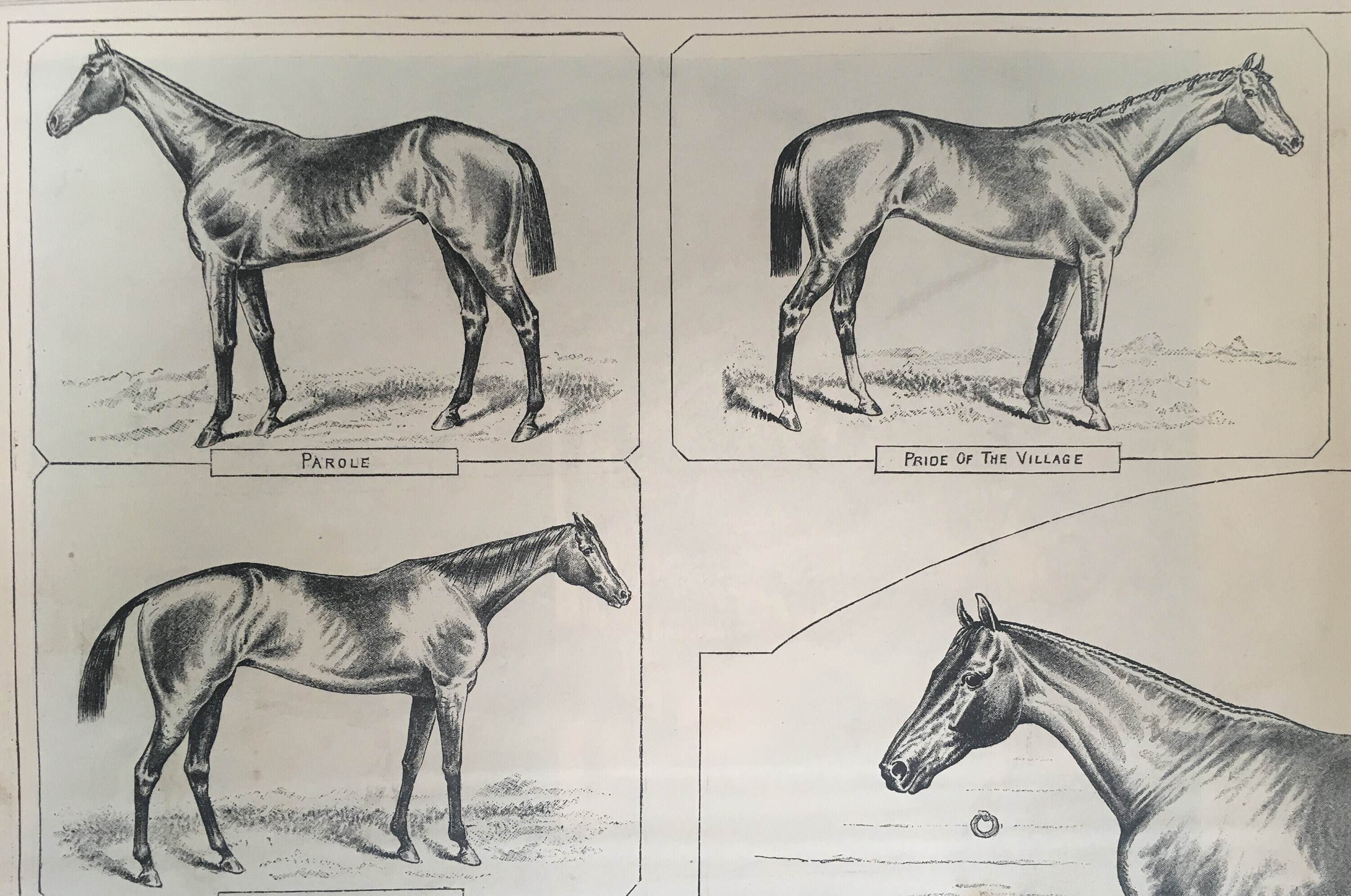 Famous American Thorough-breds by Henry Stull Harper's - Etsy Famous American Thorough-breds by Henry Stull Harper's - Etsy
