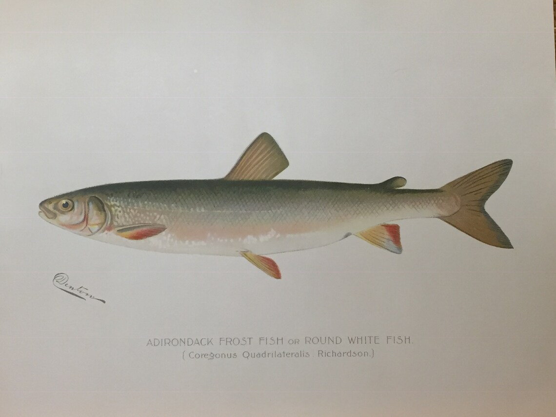 Adirondack Frost Fish or Round White Fish Original Lithograph | Etsy