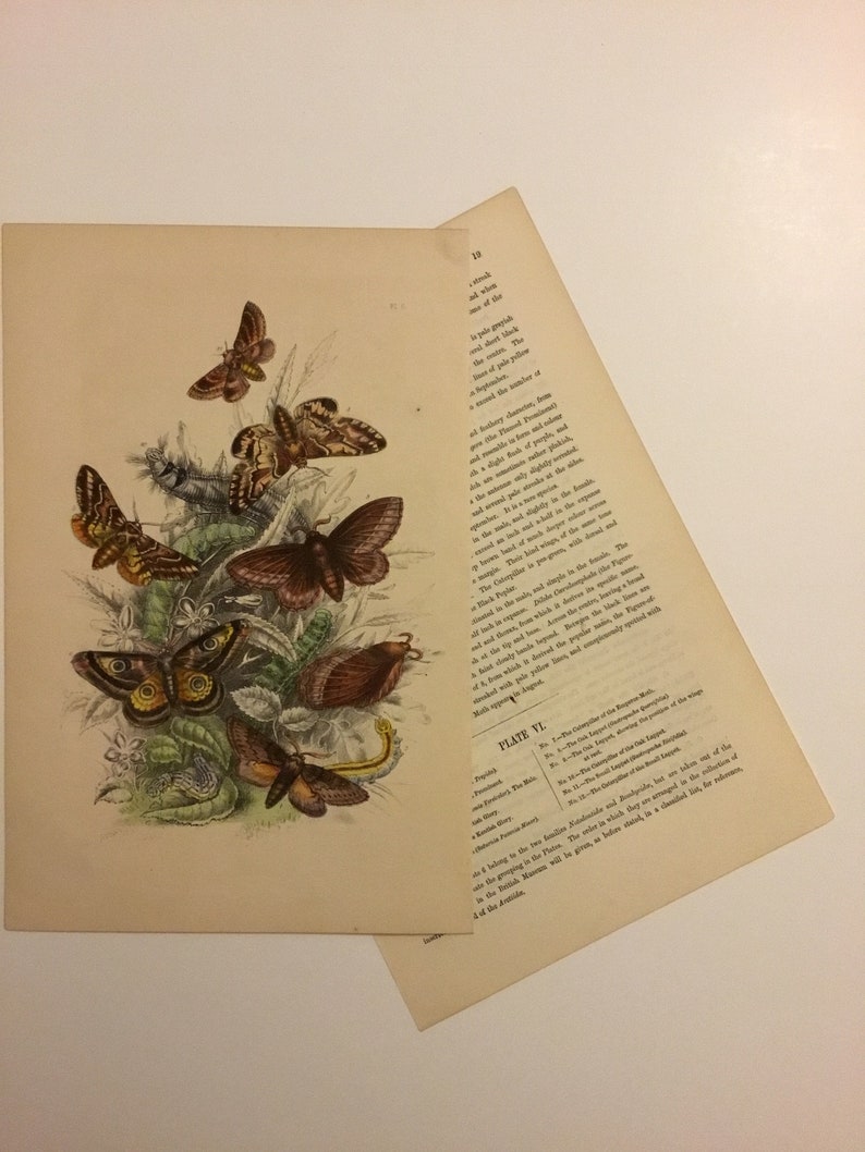 Plate No.6, Victorian Era Original Print, the Genera of British Moths ...