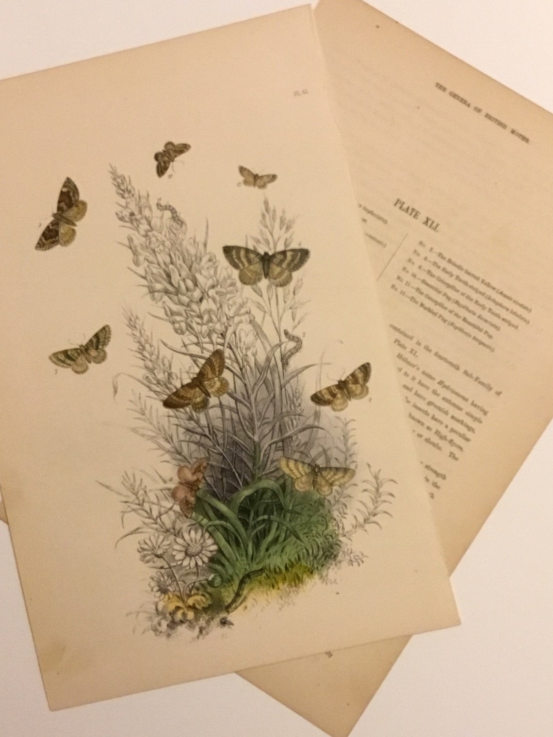 Plate No.41 Victorian Era Original Print, the Genera of British Moths ...