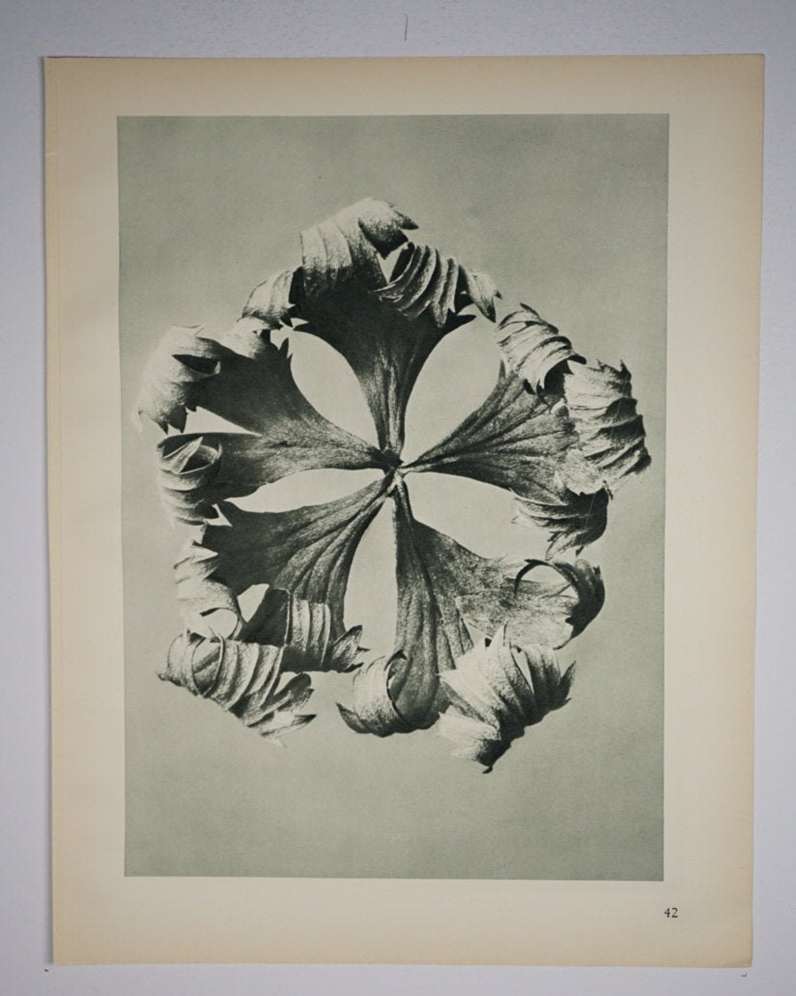 Art Forms in Nature by Karl Blossfeldt, Plate No. 42, 1929 - Etsy