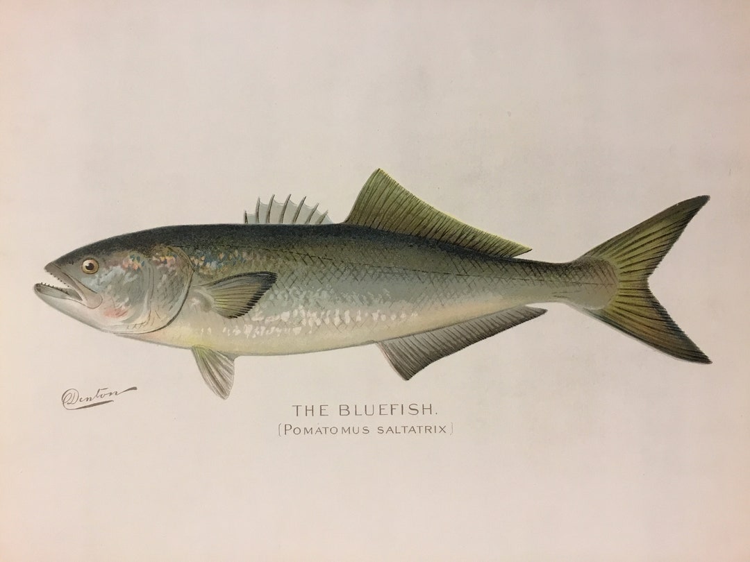 Bluefish (pomatomus Saltatrix) Lithograph Print by Sherman F. Denton ...