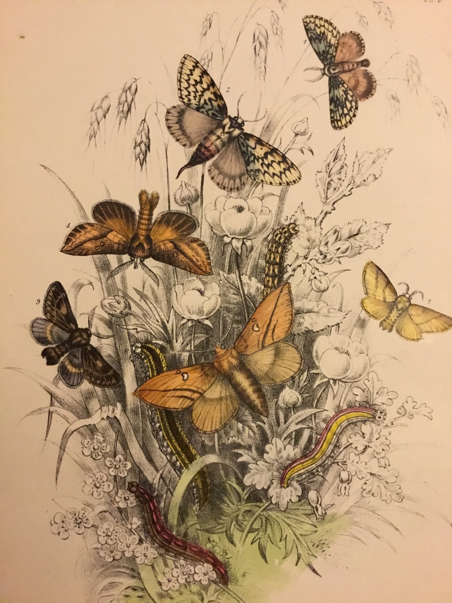 Plate No.9, Victorian Era Original Print, the Genera of British Moths ...