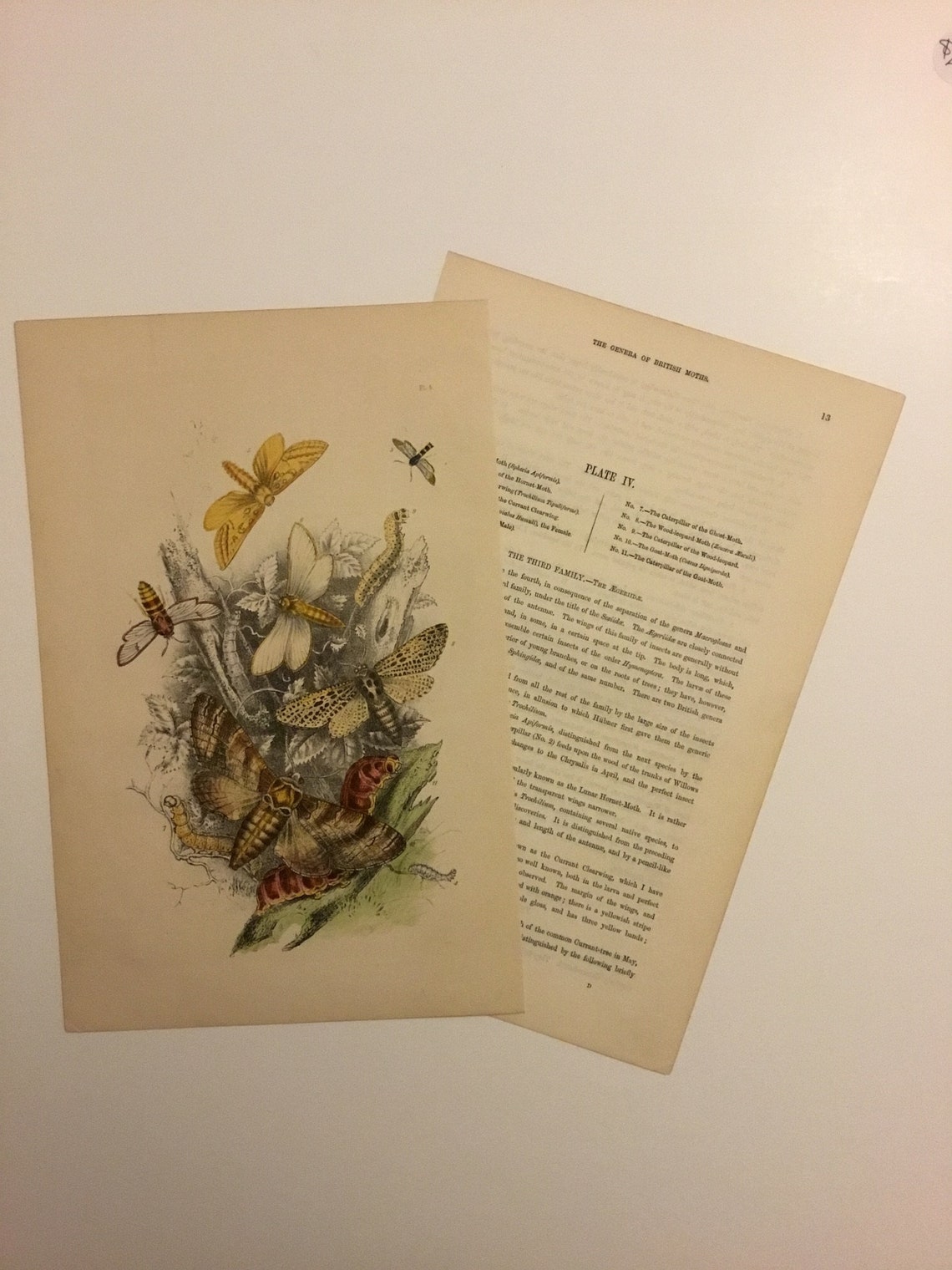 Plate No.4, Victorian Era Original Print, the Genera of British Moths ...