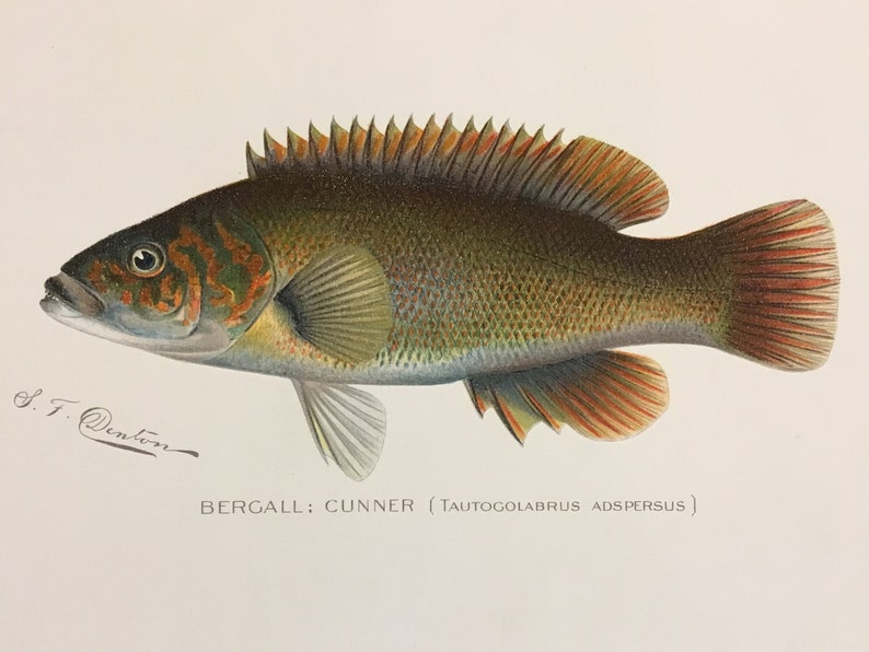 Bergall: Cunner tautogolabrus Adspersus Lithograph Print by Sherman F ...