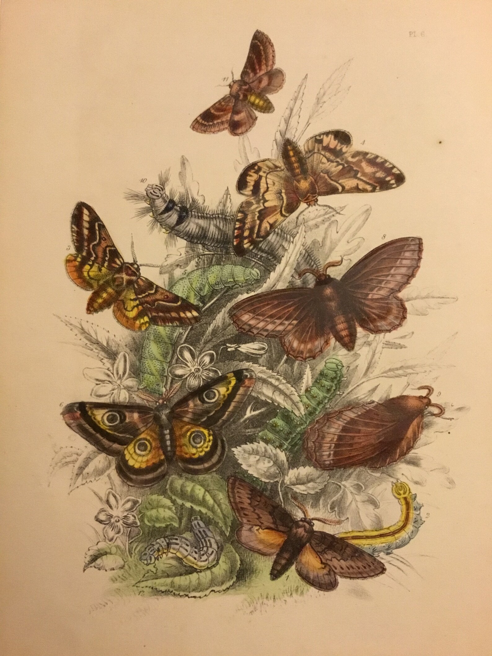 Plate No.6, Victorian Era Original Print, the Genera of British Moths ...