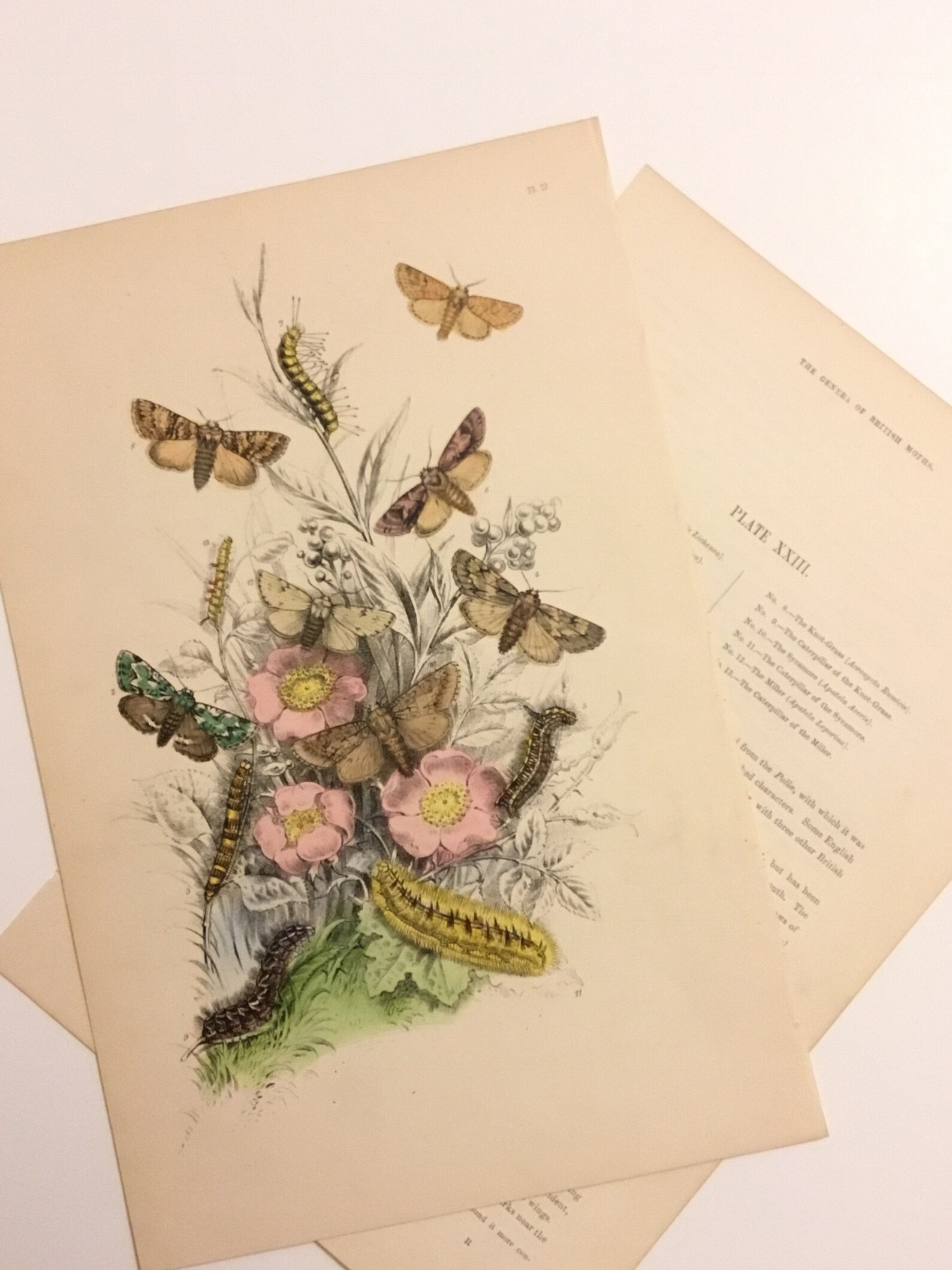 Plate No.23 Victorian Era Original Print, the Genera of British Moths ...
