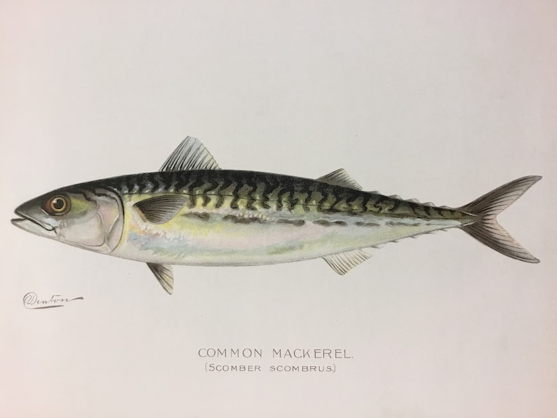 Common Mackerel scomber Scombrus Original Lithograph Print - Etsy