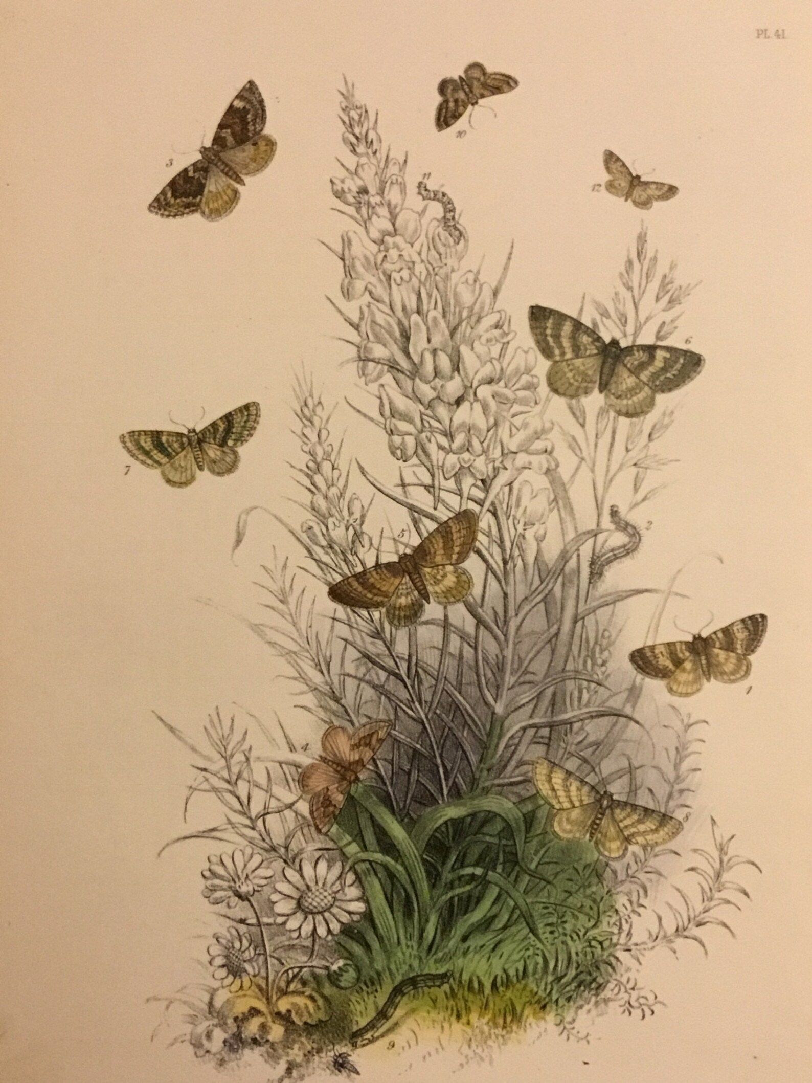 Plate No.41 Victorian Era Original Print, the Genera of British Moths ...