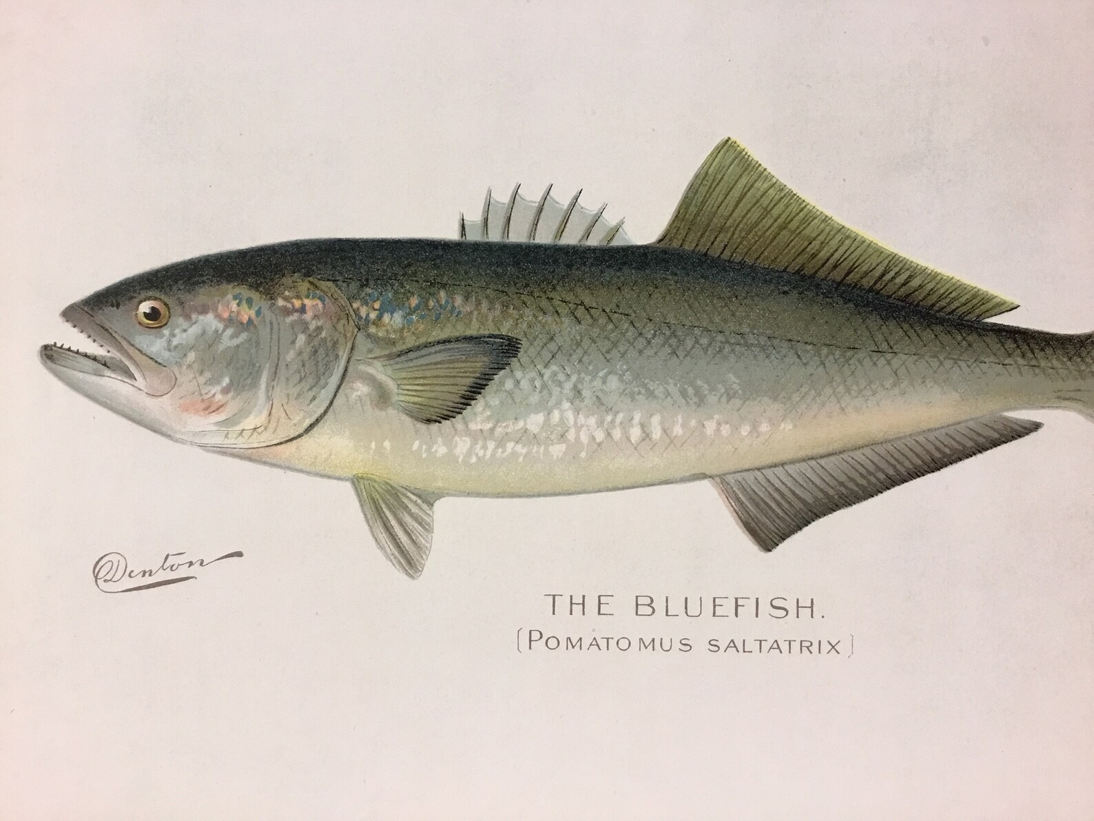 Bluefish (pomatomus Saltatrix) Lithograph Print by Sherman F. Denton ...