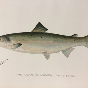 The Atlantic Salmon (salmo Salar) Lithograph Print by Sherman F. Denton ...