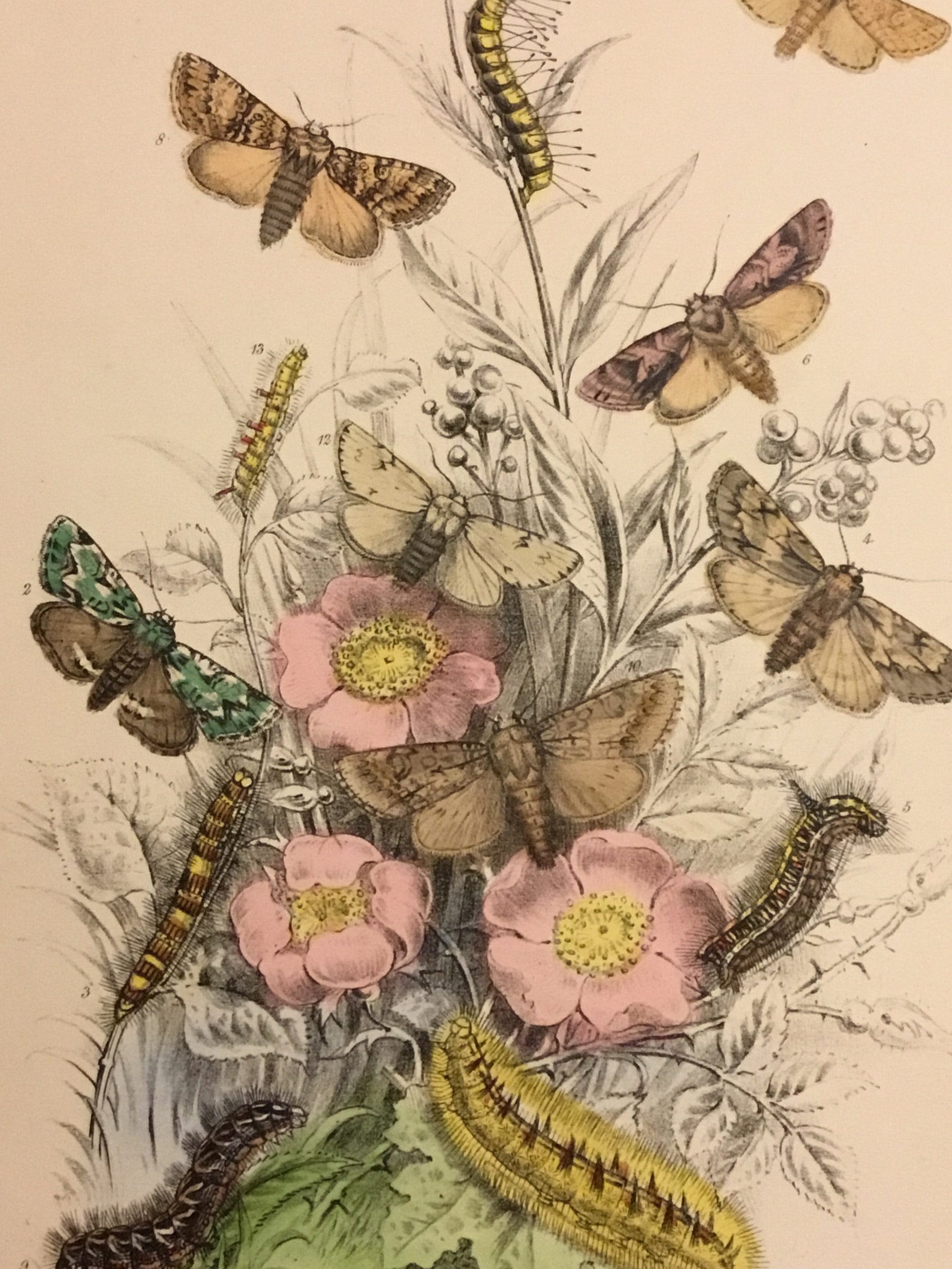 Plate No.23 Victorian Era Original Print, the Genera of British Moths ...