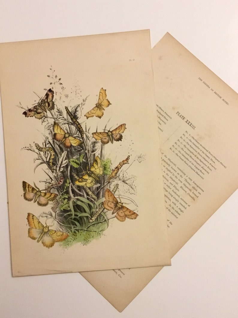 Plate No.33 Victorian Era Original Print, the Genera of British Moths ...