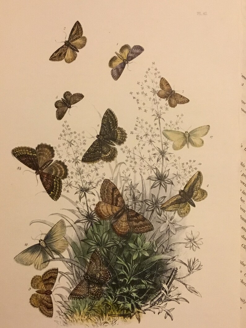 Plate No.42 Victorian Era Original Print, the Genera of British Moths ...