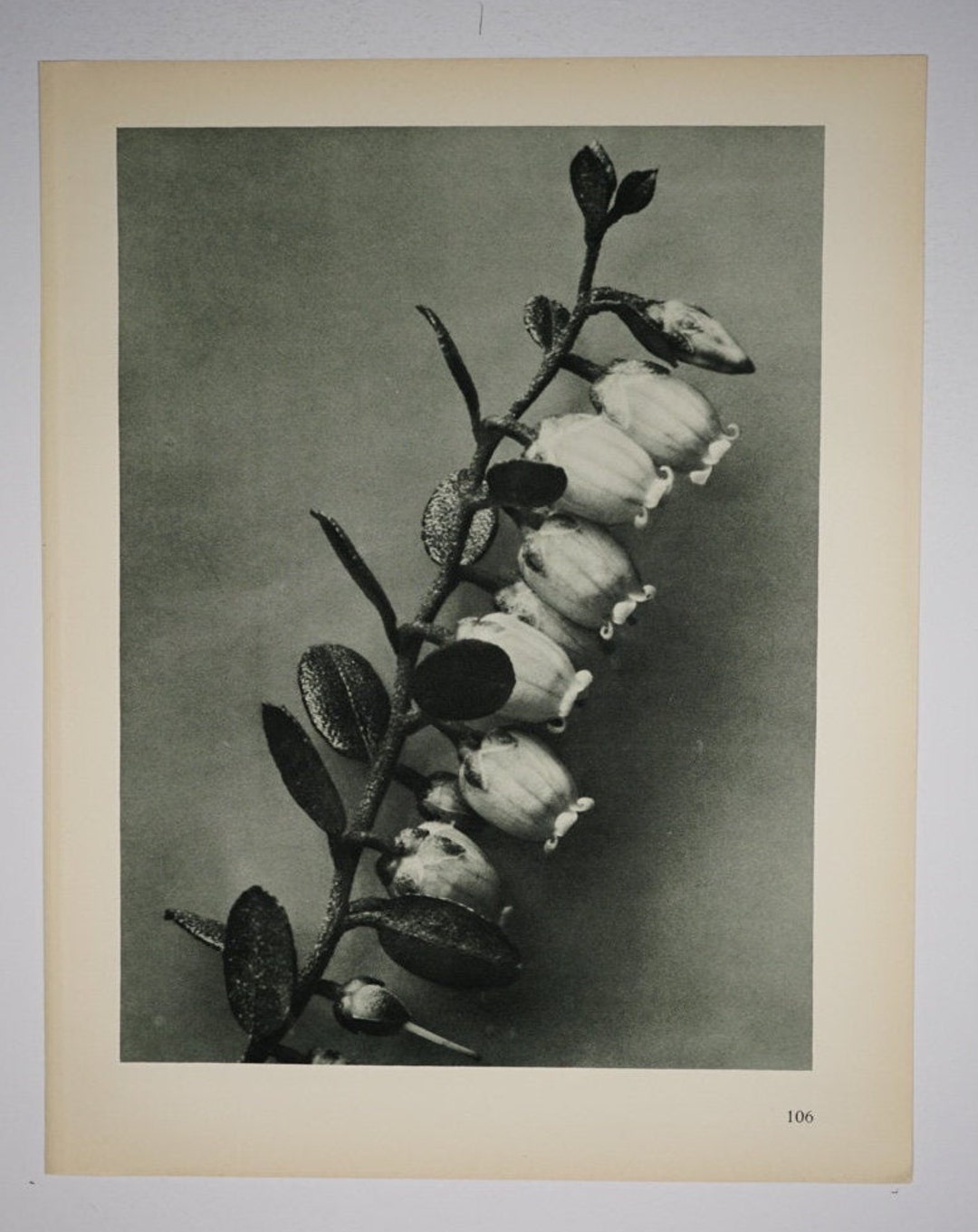Kunstformen in der Natur von Karl Blossfeldt, Teller Nr. 106, 1929 ...