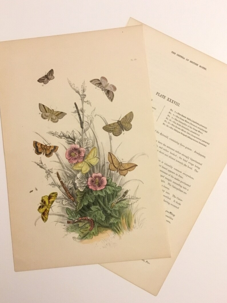 Plate No.38 Victorian Era Original Print, the Genera of British Moths ...