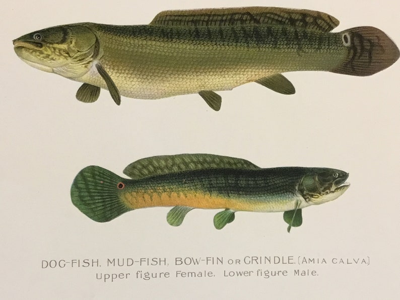 Dog-fish Mud-fish Bow-fin or Grindle amia Calva Lithograph - Etsy