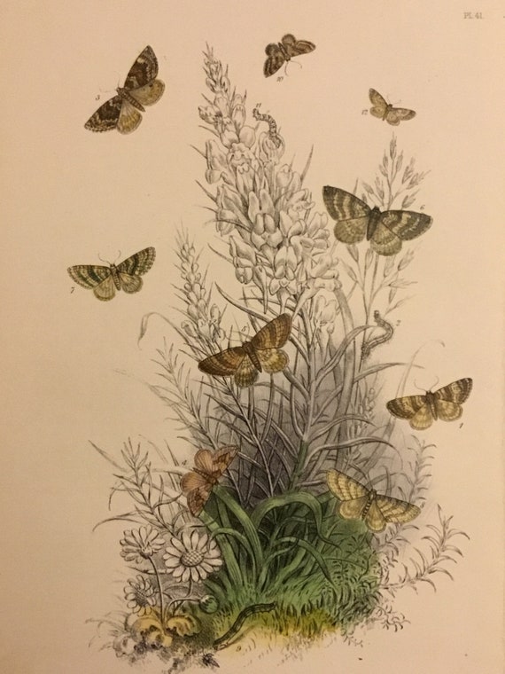 Plate No.41 Victorian Era Original Print the Genera of - Etsy